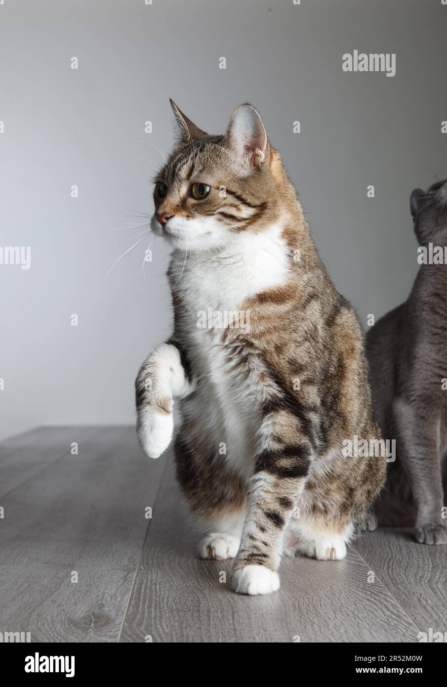 Studio portraits of a Russian Blue pedigree cat and a tricolour ...