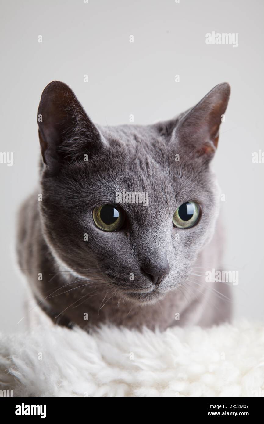 Russian face hi-res stock photography and images - Alamy