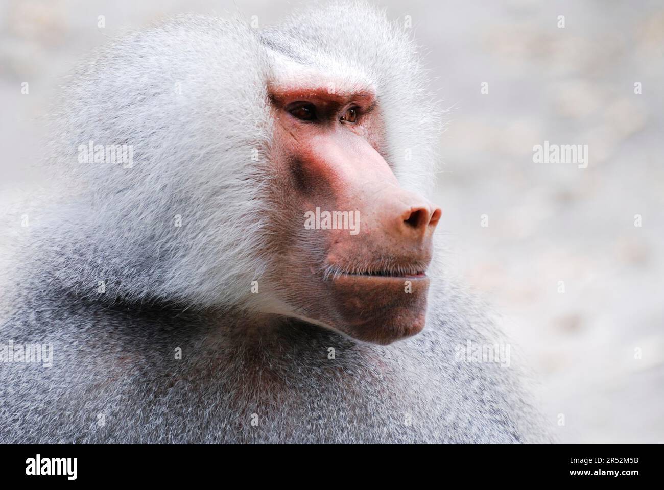Baboon photography baboon nose hi-res stock photography and images - Alamy