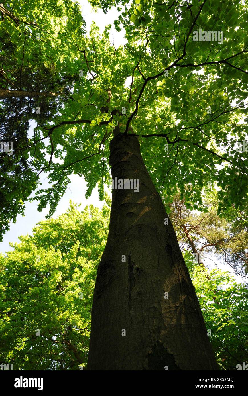 Huge beech tree in the forest Stock Photo - Alamy