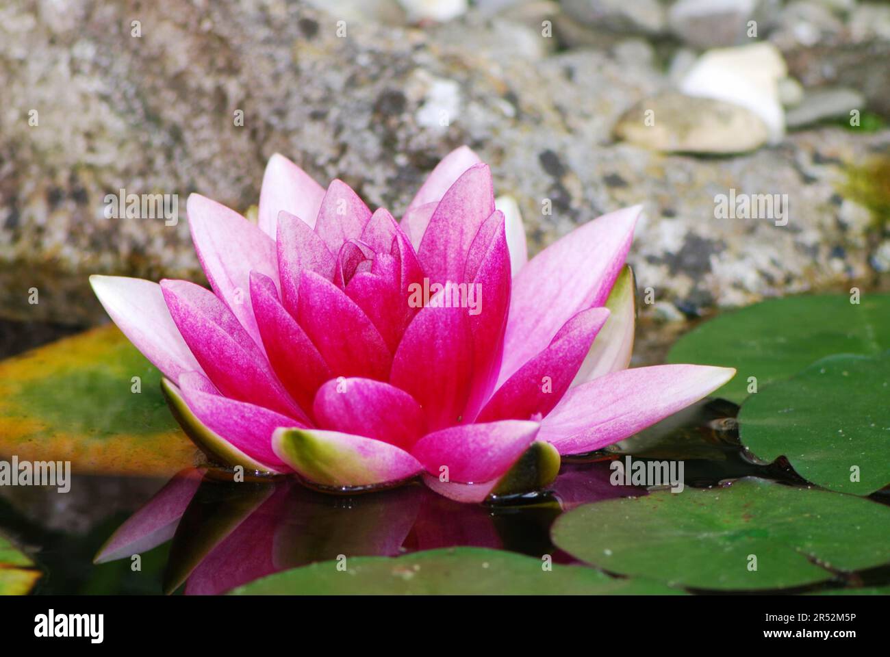 Macro of a lotus flower Stock Photo - Alamy