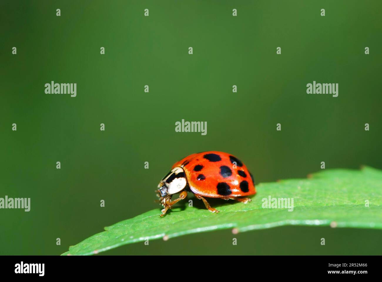 Ladybug crawling on a green leaf Stock Photo - Alamy