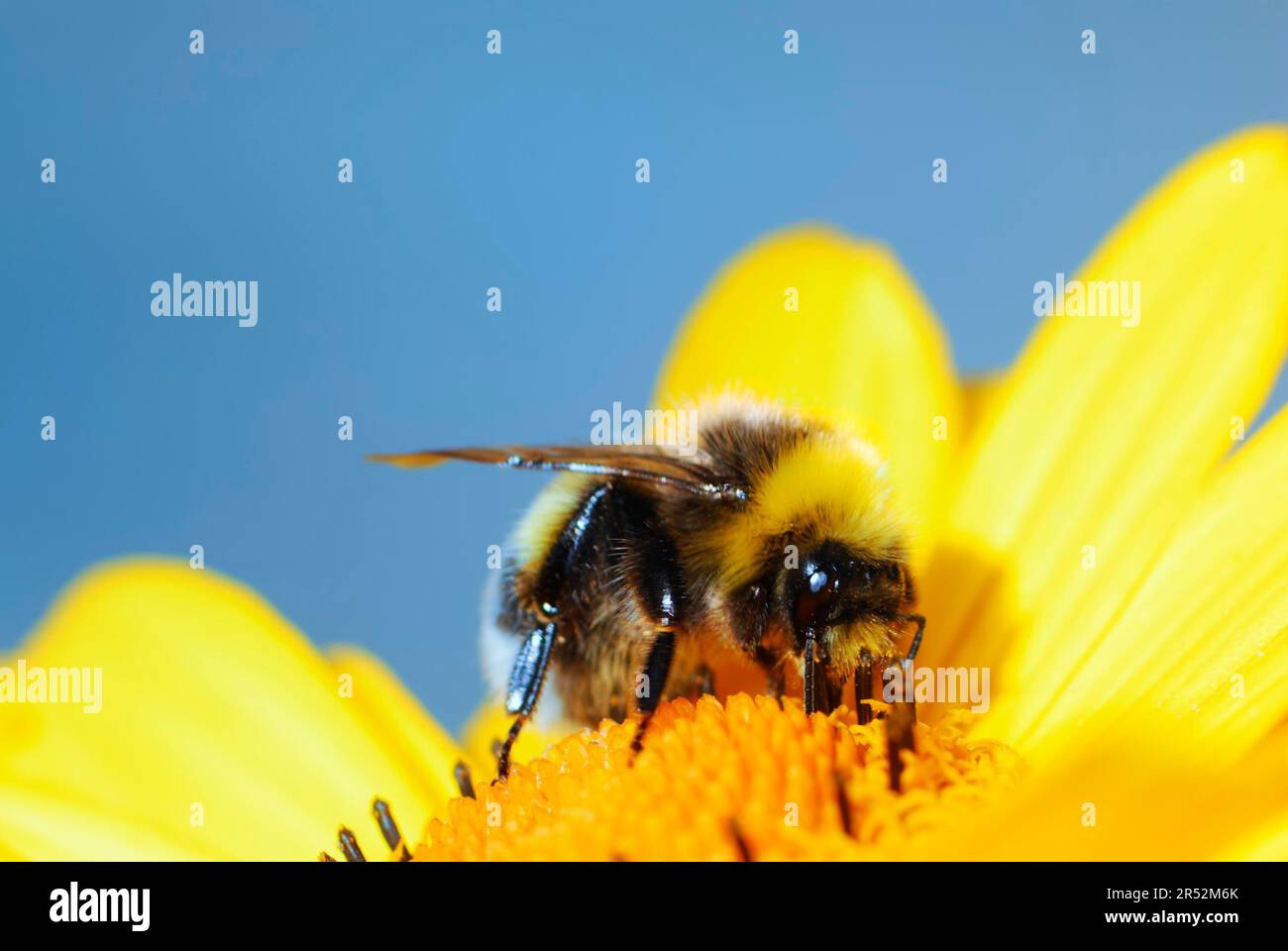 Bumblebee on a daisy hi-res stock photography and images - Alamy