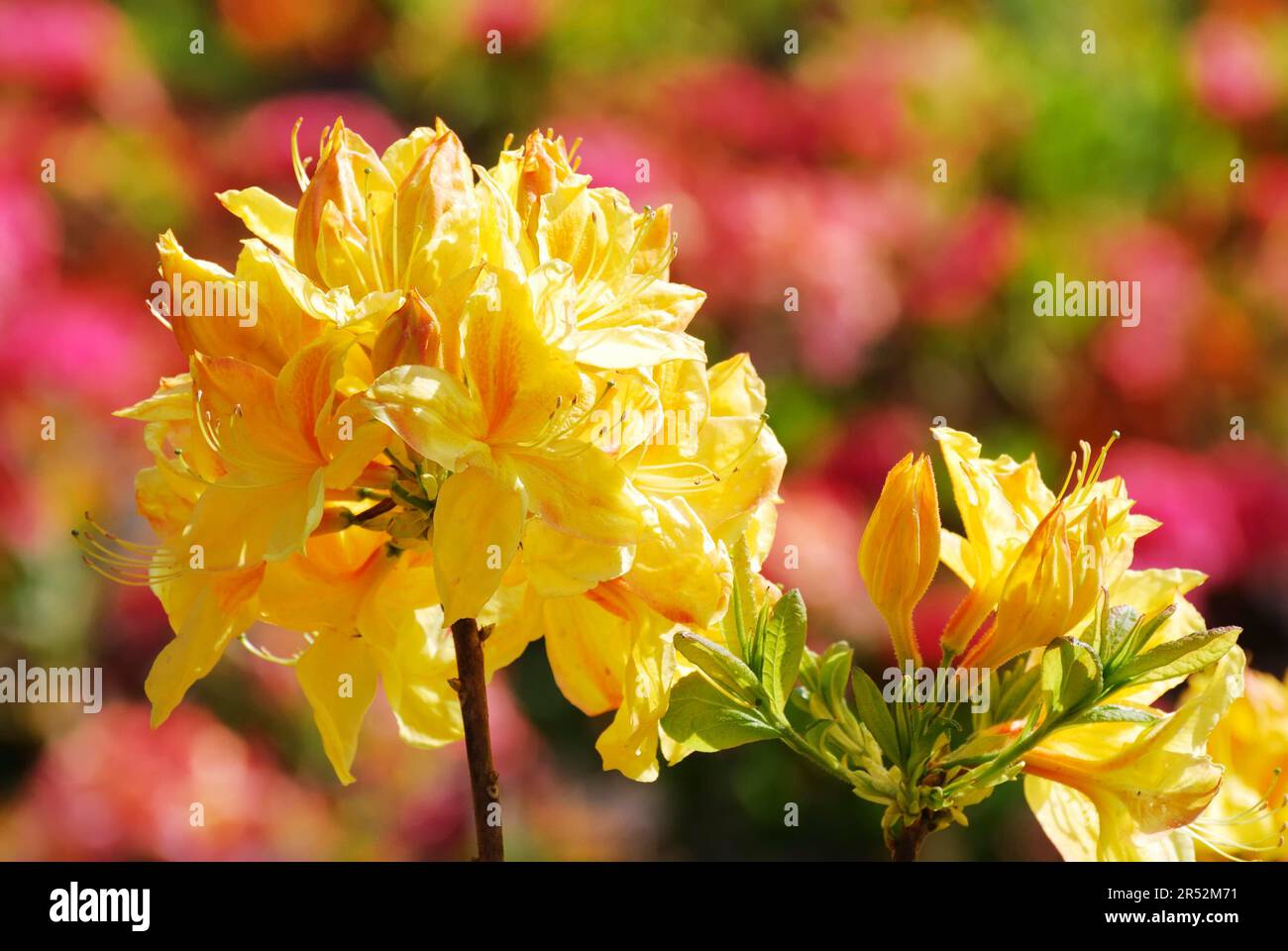 Garden with yellow rhododendron flower Stock Photo - Alamy