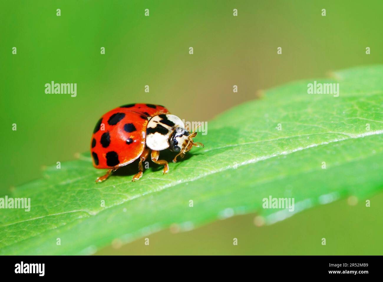 Ladybird close up hi-res stock photography and images - Alamy