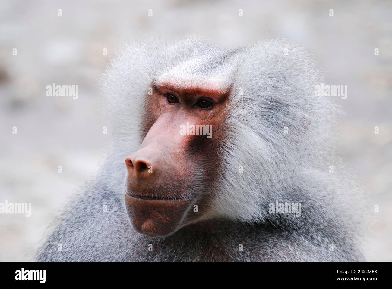 Portrait of a grey baboon monkey Stock Photo - Alamy