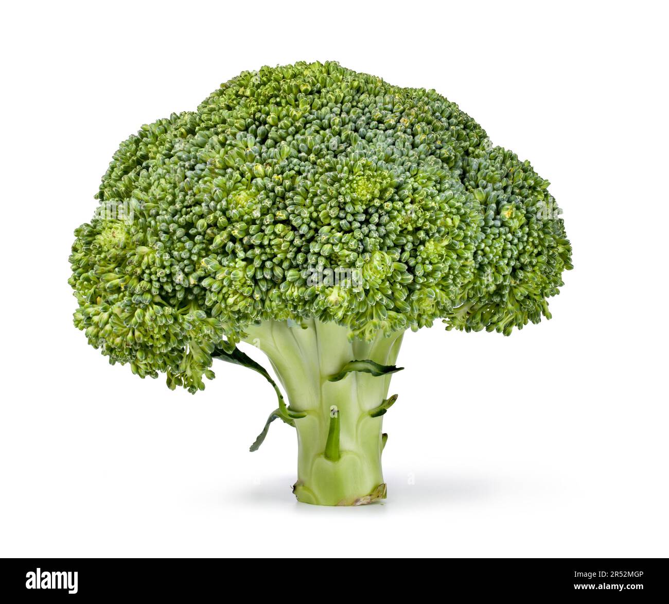 broccoli isolated on white Stock Photo - Alamy