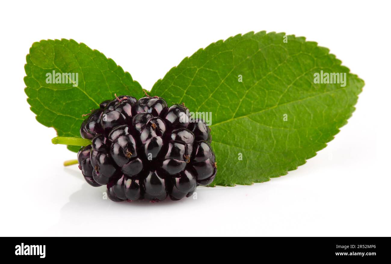 Three mulberry leaves Cut Out Stock Images & Pictures - Alamy
