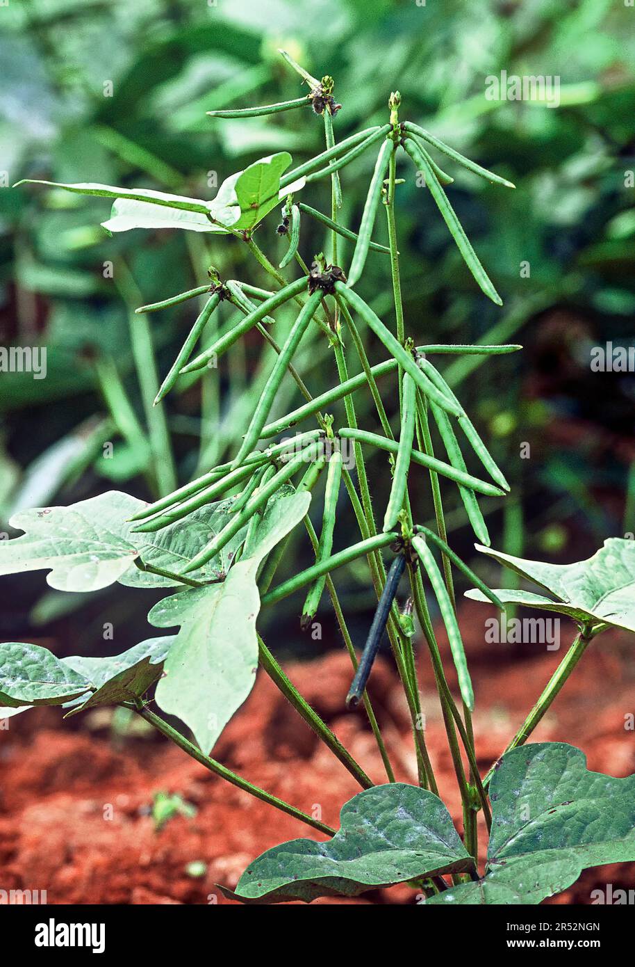 Vegetable Green gram (Vigna radiata) in Tamil Nadu, South India, India ...