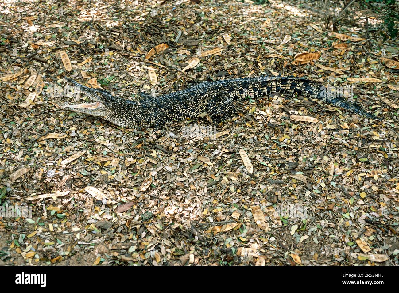 Siamese crocodile (Crocodylus siamensis) Critically endangered, captive ...