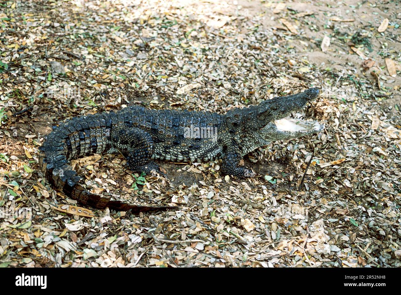 Siamese crocodile (Crocodylus siamensis) Critically endangered, captive ...