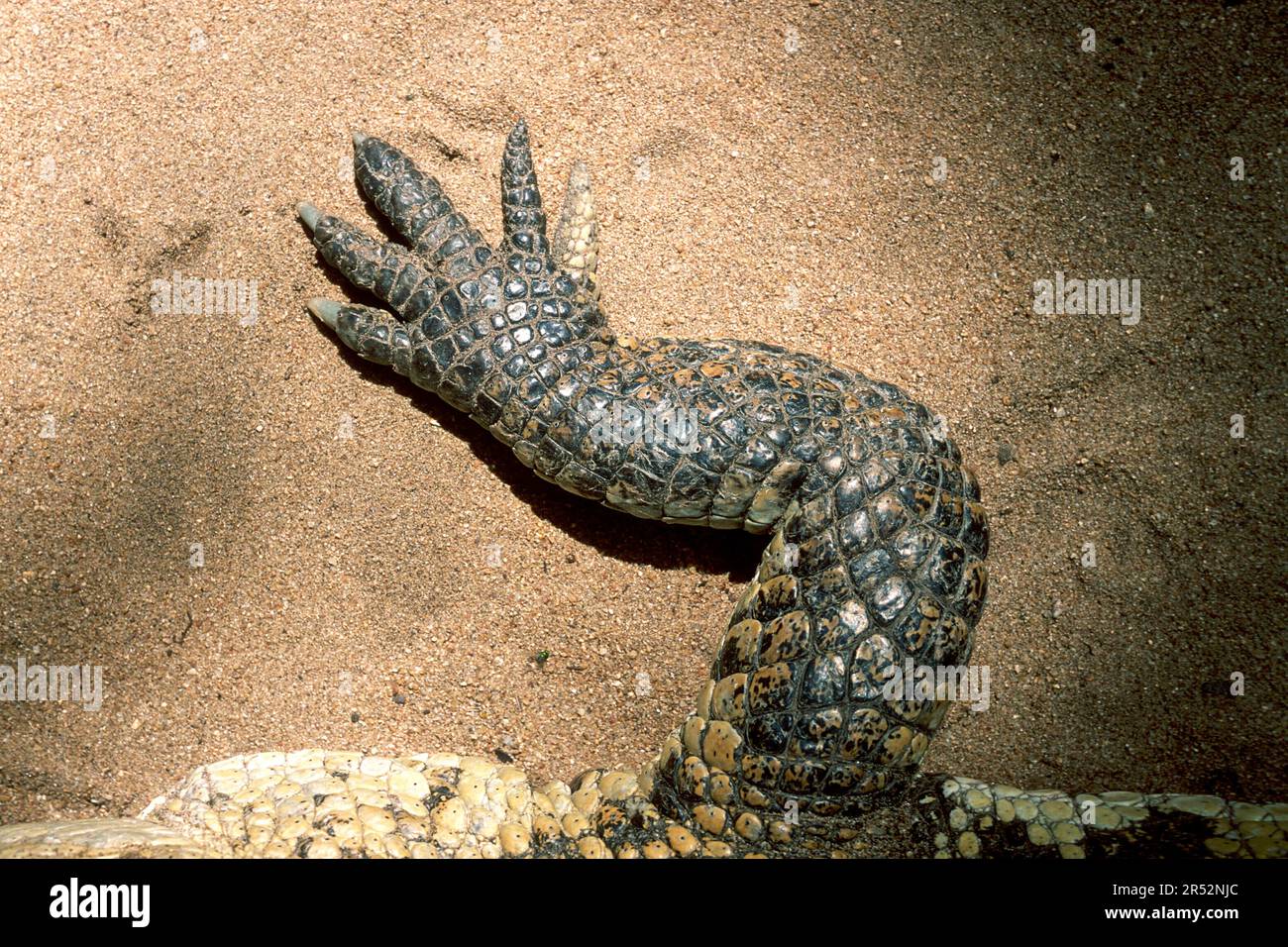 Leg of Saltwater Crocodile (Crocodylus porosus) captive, The Madras ...
