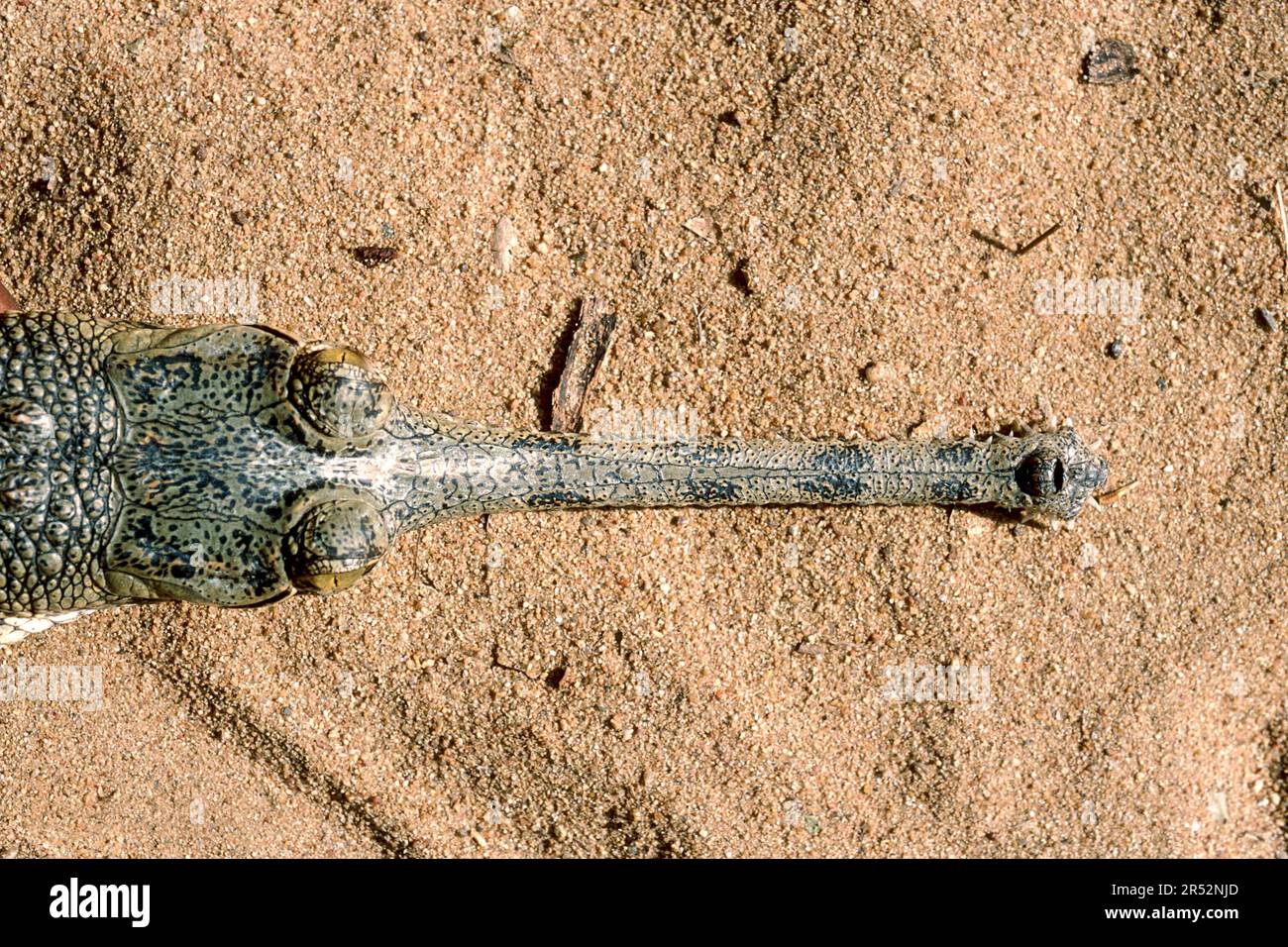 Crocodile Gharial (Gavialis gangeticus) Critically endangered, captive ...