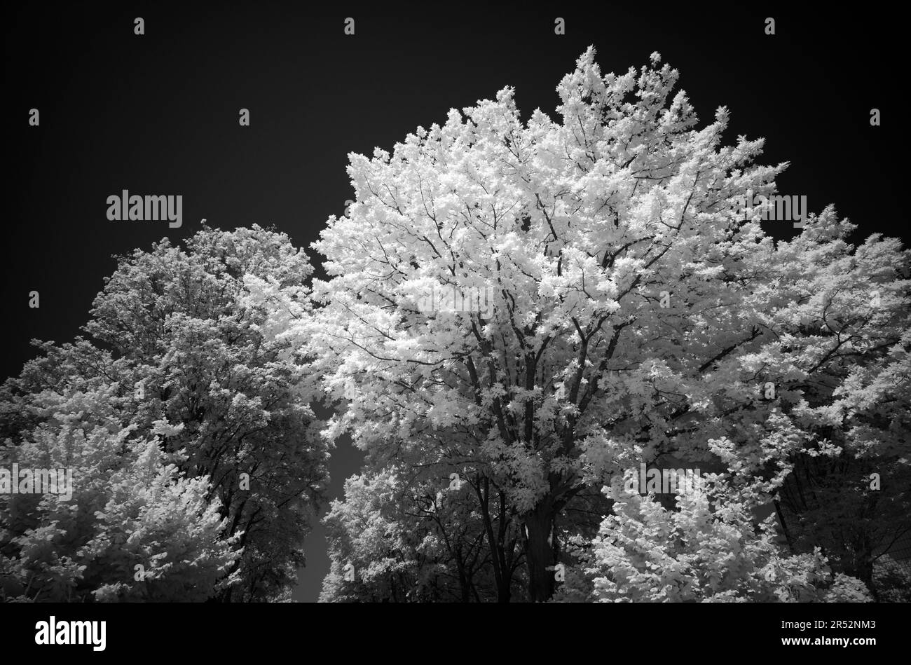 Infrared nature Black and White Stock Photos & Images - Alamy