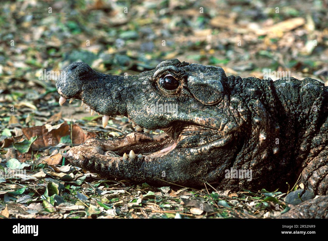 Dwarf Crocodile (Osteolaemus tetraspis) captive, The Madras Crocodile ...