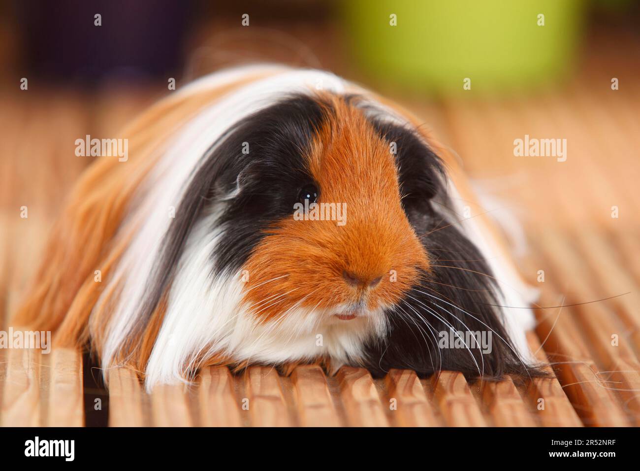 Sheltie Guinea Pig Pig, Tortoiseshell with White, Peruvian Silky Animal ...