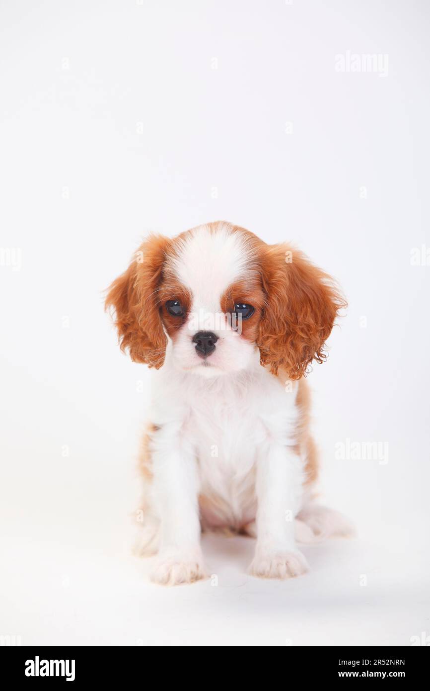 Cavalier King Charles Spaniel, puppy, blenheim Stock Photo - Alamy