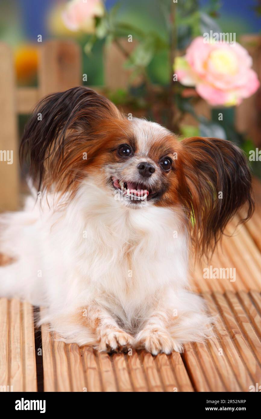 Dwarf spaniel hi-res stock photography and images - Alamy