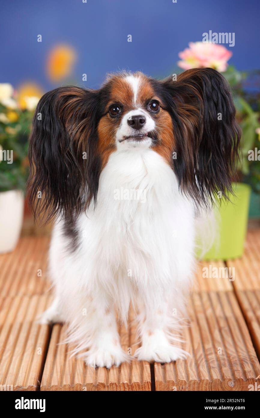 Papillon butterfly hi-res stock photography and images - Alamy