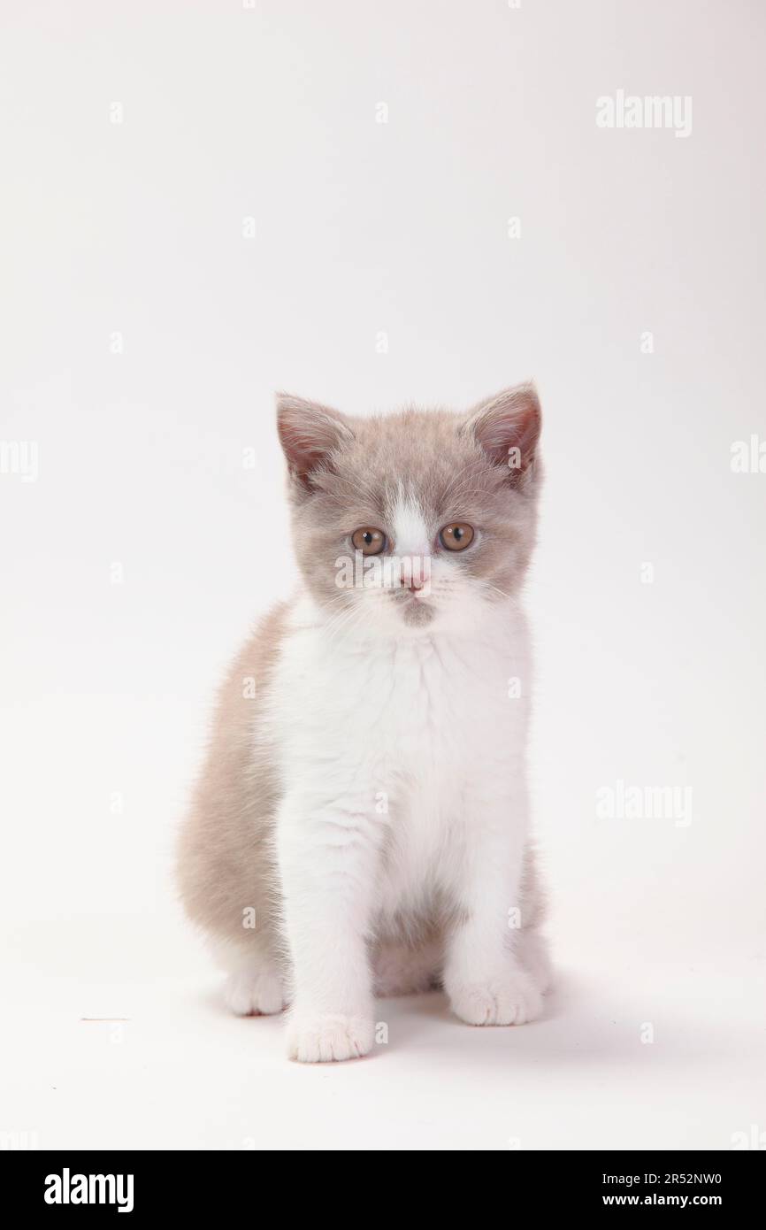 British longhair cat, fawn-white, kitten, 9 weeks, Highlander ...