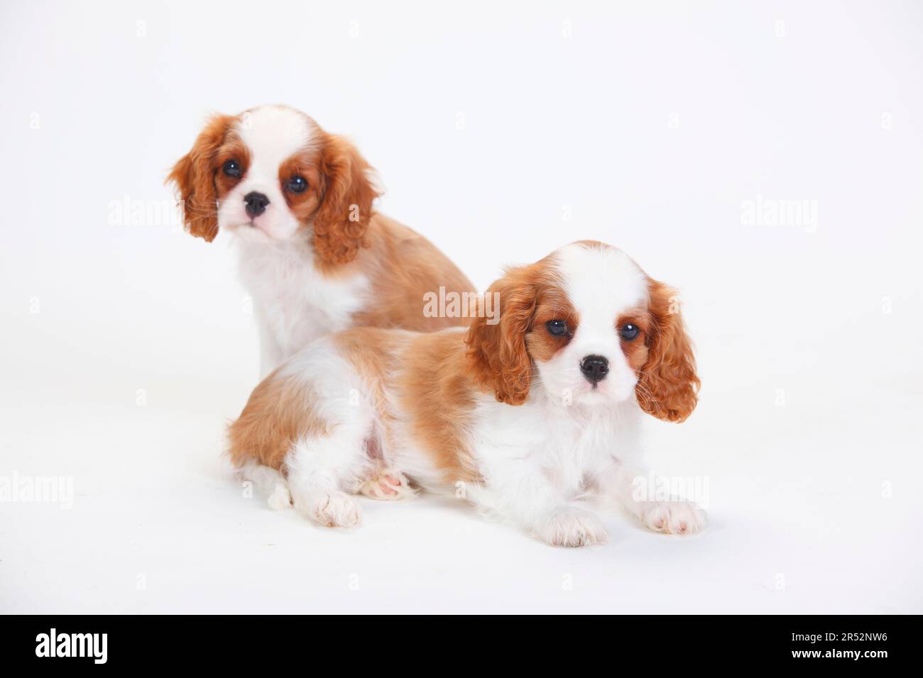 Cavalier King Charles Spaniel, puppies, blenheim Stock Photo - Alamy