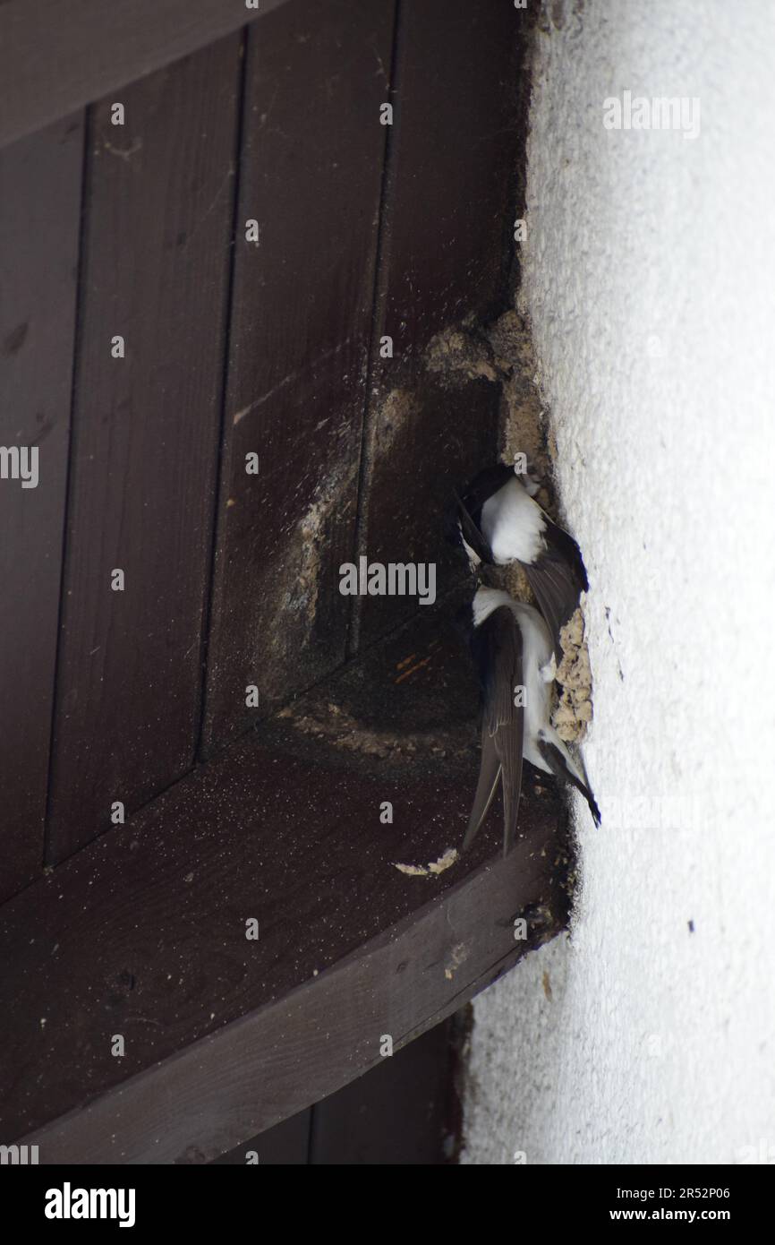 Swallows building a nest Stock Photo - Alamy
