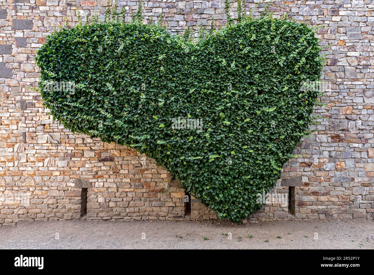 Wall of natural stone heart-shaped overgrown with common ivy (Hedera ...