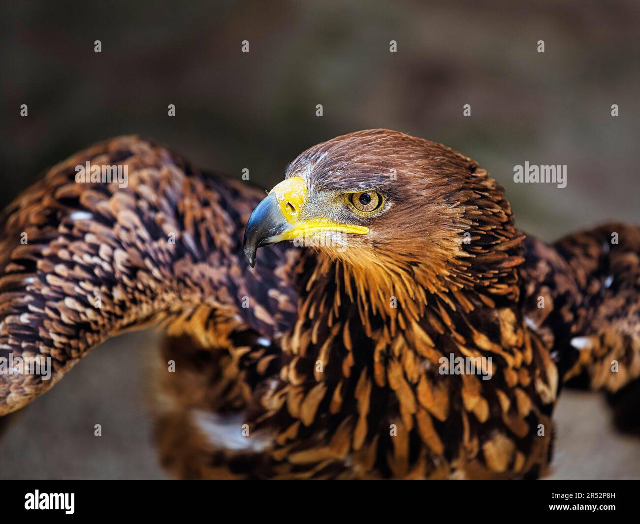 North African Raptor Eagle (Aquila rapax belisarius), Golden Steppe ...
