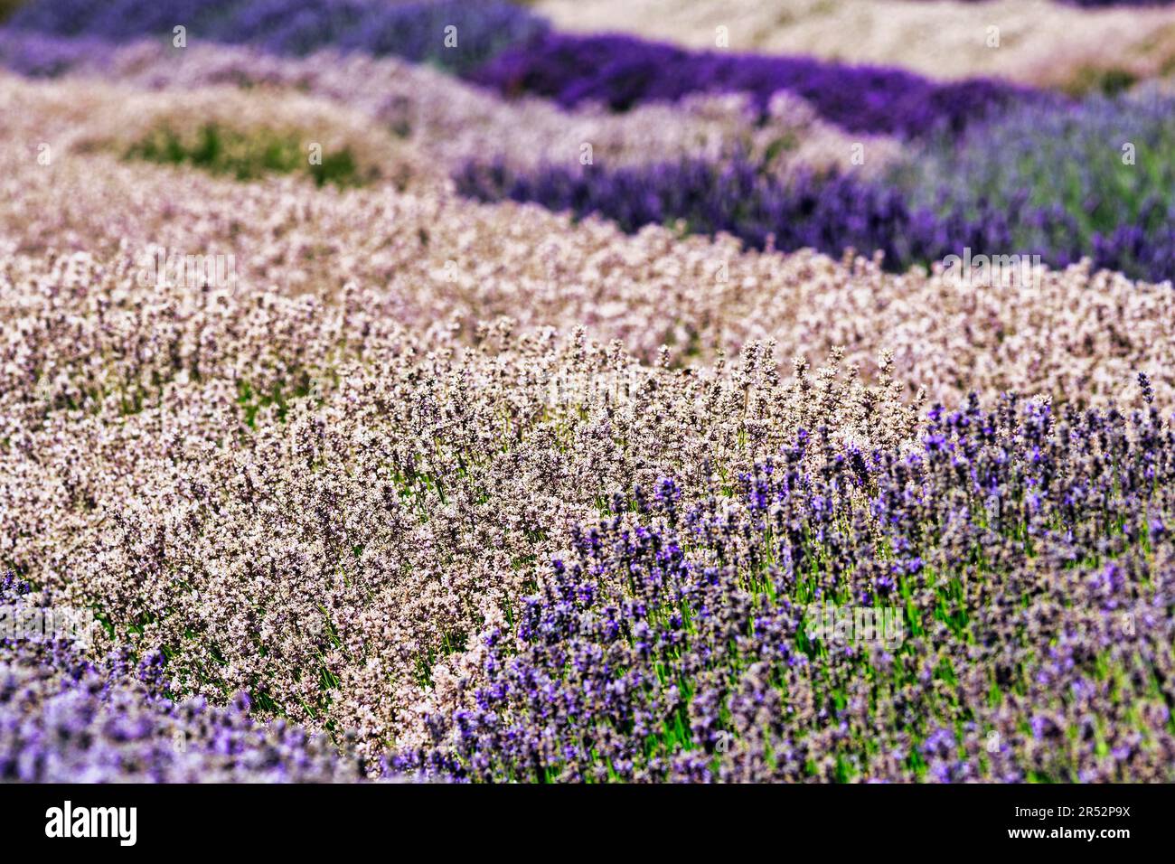 Lavender flower, lavender field, different varieties on a farm, blue ...