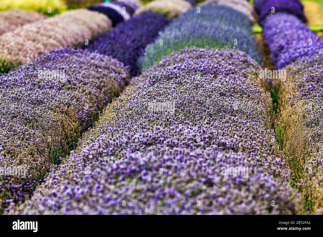 Lavender flower, lavender field, different varieties on a farm, blue ...