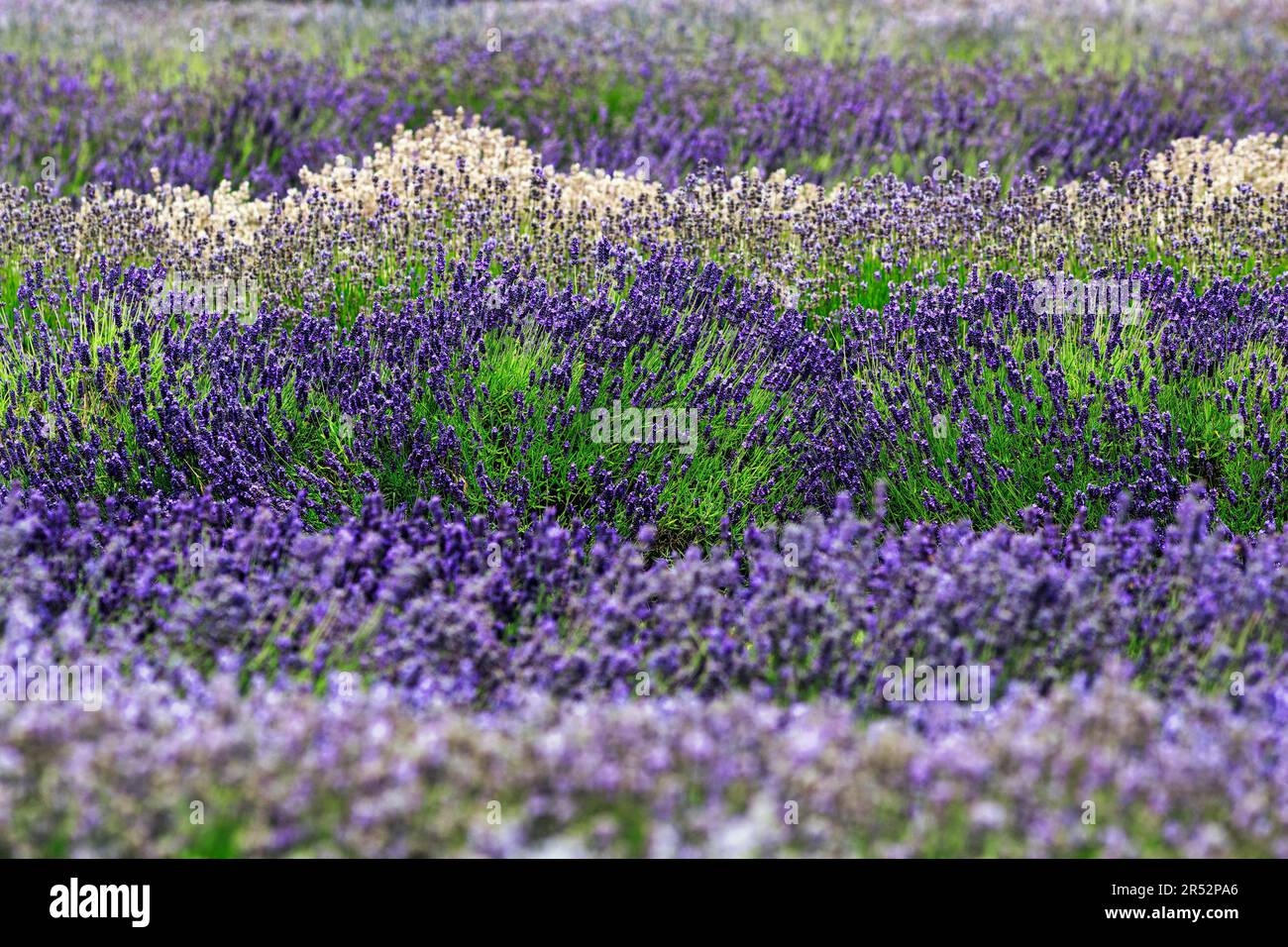 Lavender flower, lavender field, different varieties on a farm, blue ...