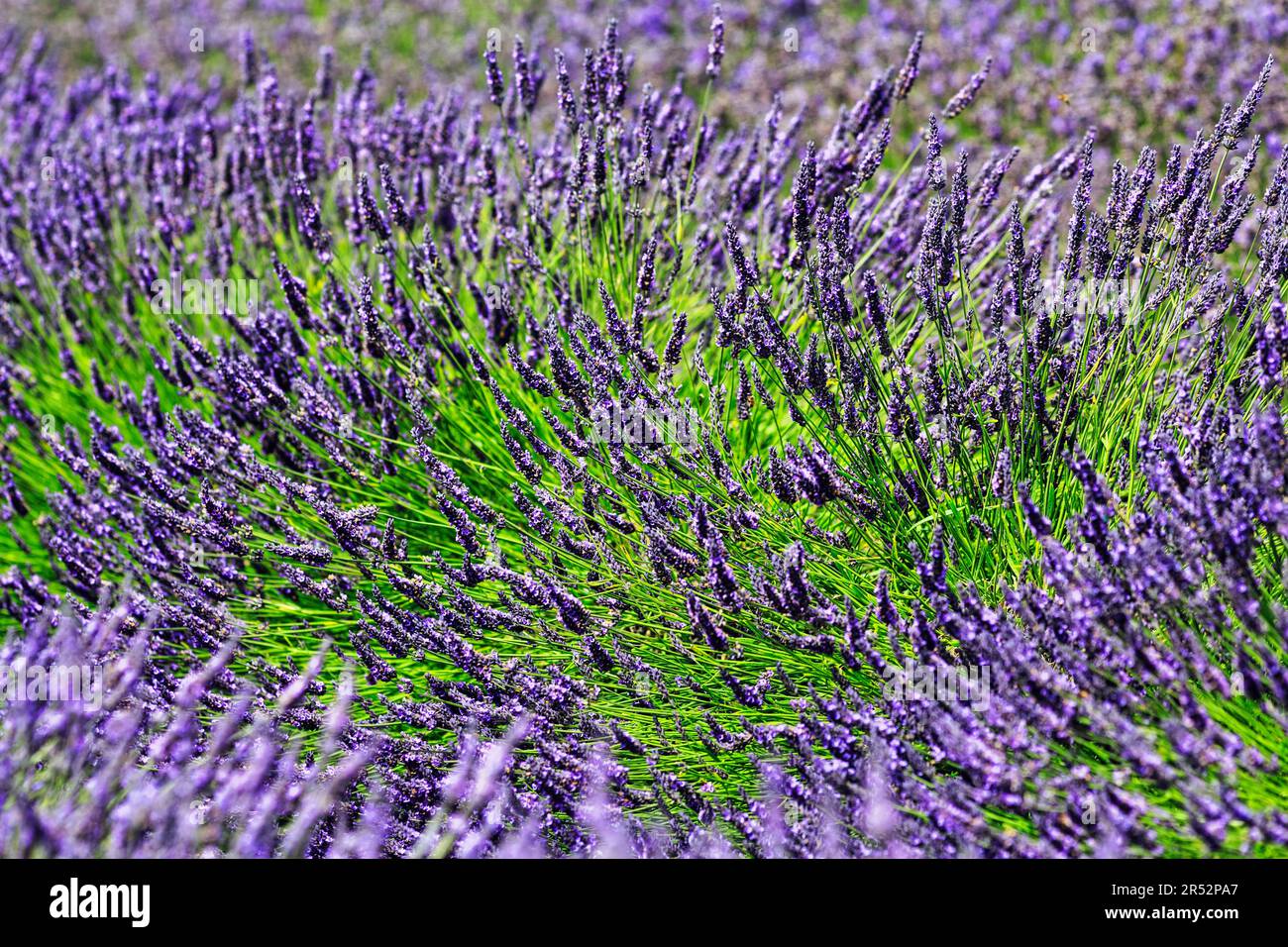 Lavender (Lavandula angustifolia) flower in the wind, lavender field on ...
