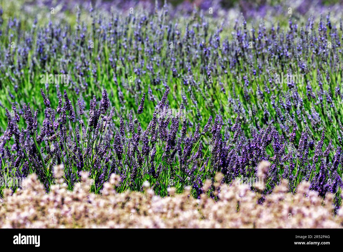 Lavender flower, lavender field, different varieties on a farm, blue ...