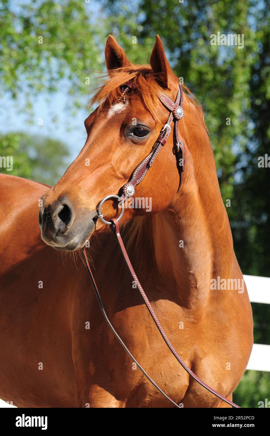 American horse face hi-res stock photography and images - Alamy