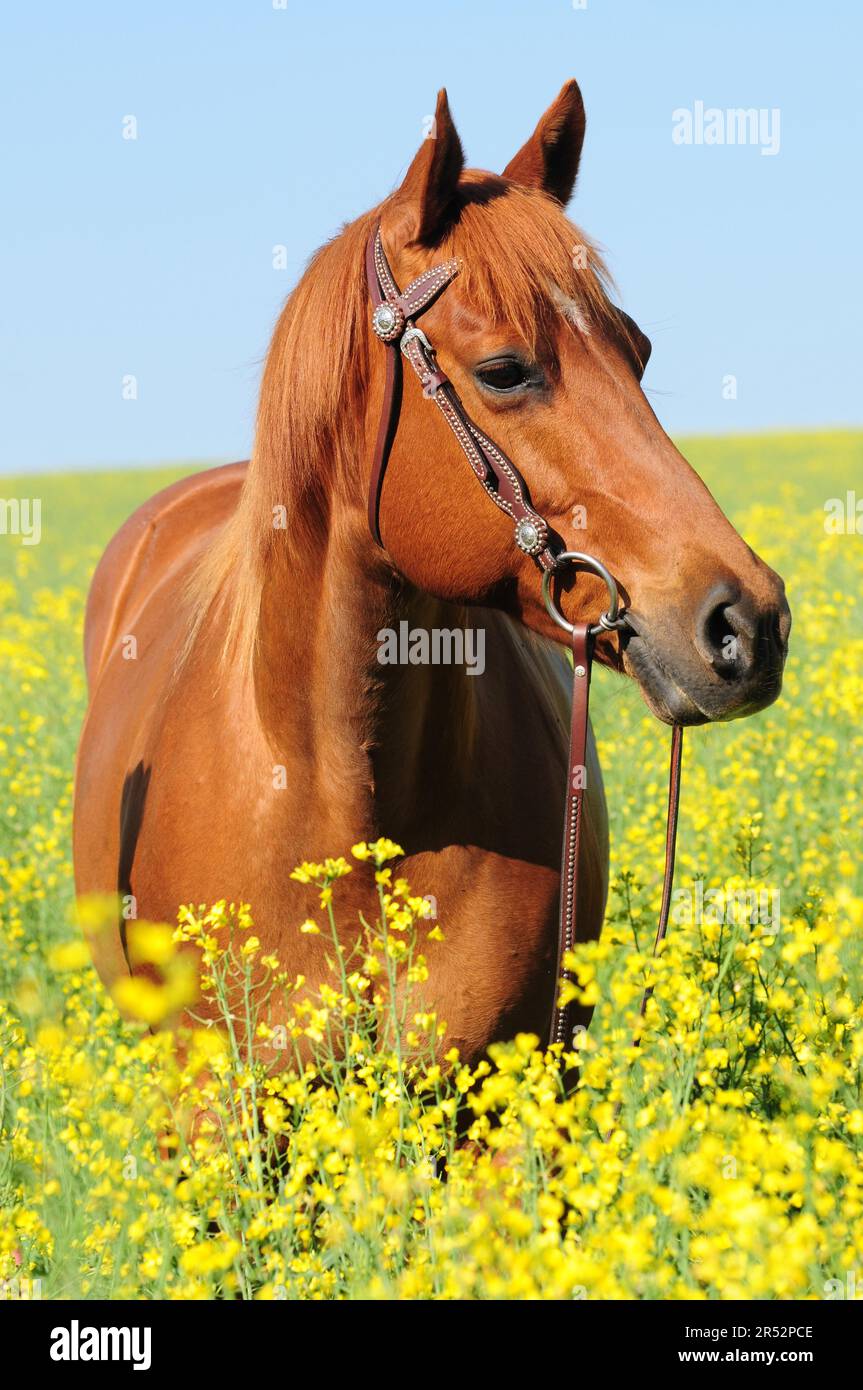 American Quarter Horse, Mare/Sorrell Stock Photo - Alamy