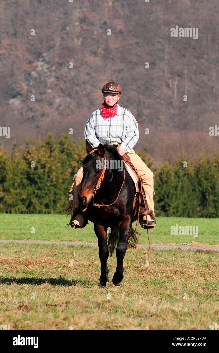 Woman riding american quarter stallion, stallion, western riding with ...