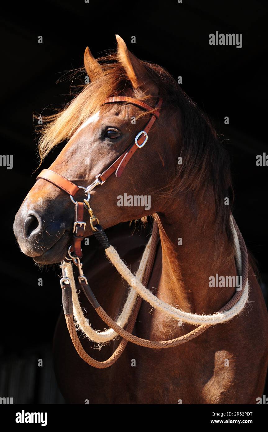 Paso Fino, Mare, Traditional bridle, Bridle Stock Photo - Alamy