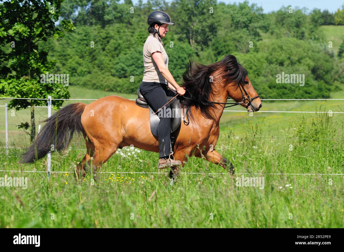 Woman Riding Icelandic Pony, Stallion, Icelandic Horse, Icelandic ...