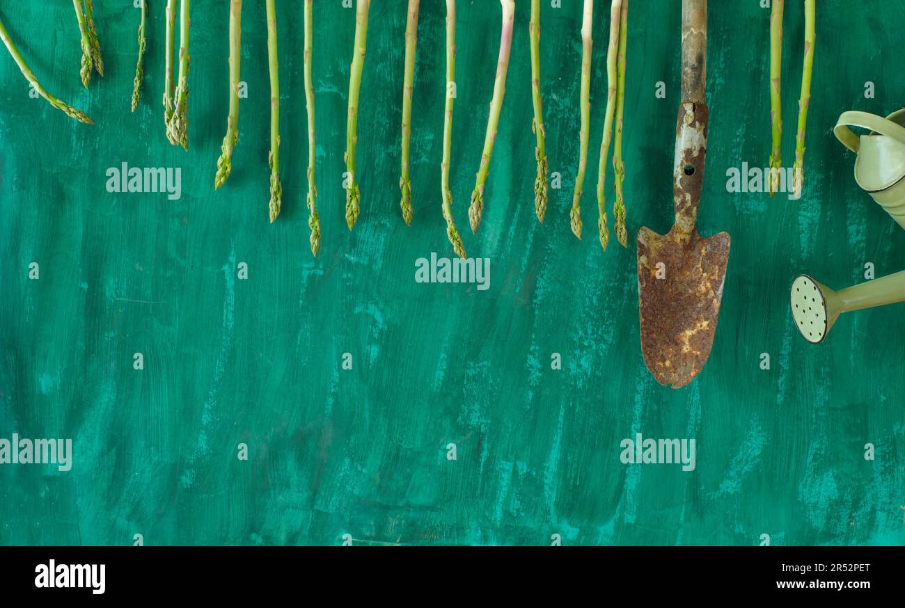 green asparagus with vintage asparagus cutter and watering can, food ...