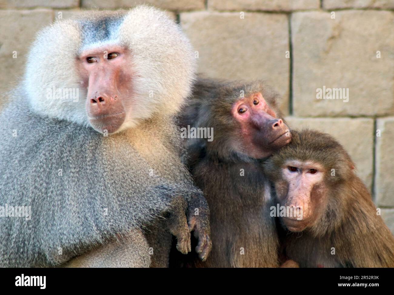 monkey:Group of baboons protect themselves and show strong need for ...