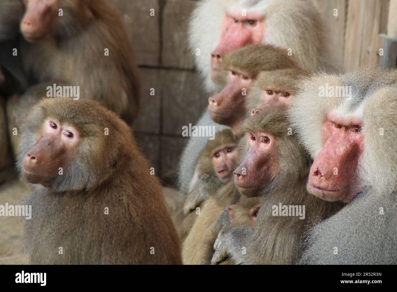 monkey:Group of baboons protect themselves and show strong need for community. Juveniles stand ...