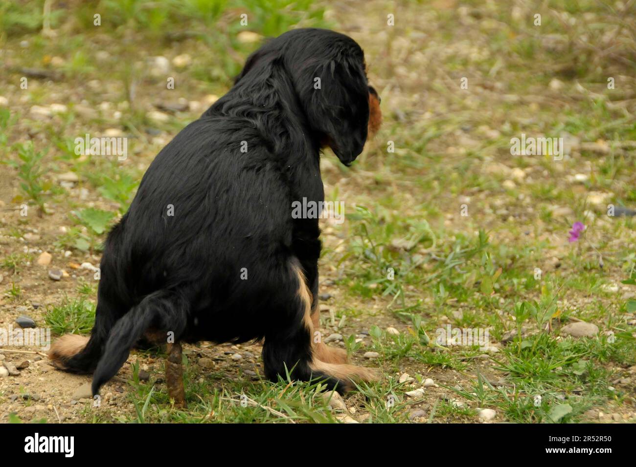 Cavalier King Charles Spaniel, black and tan, puppy, bitch, 8 weeks ...