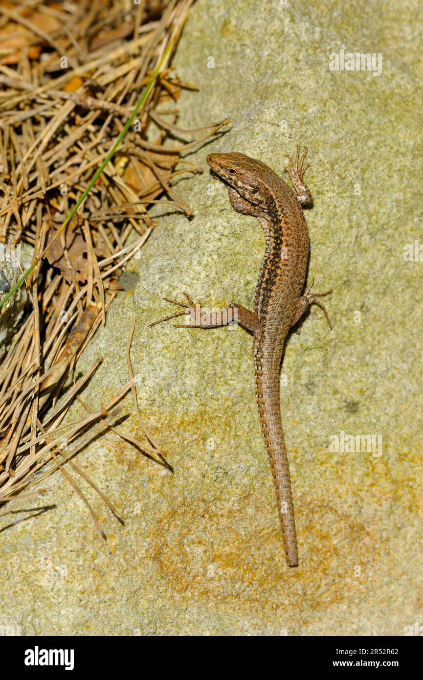 Wall lizard, sunbathing, tail grown back, North Rhine-Westphalia ...