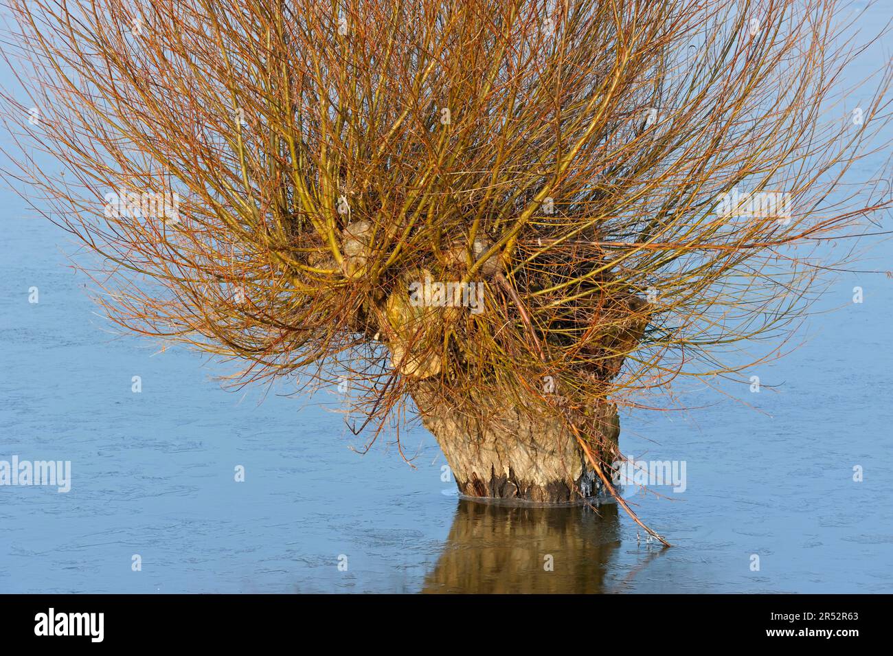Pollarded tree hi-res stock photography and images - Alamy