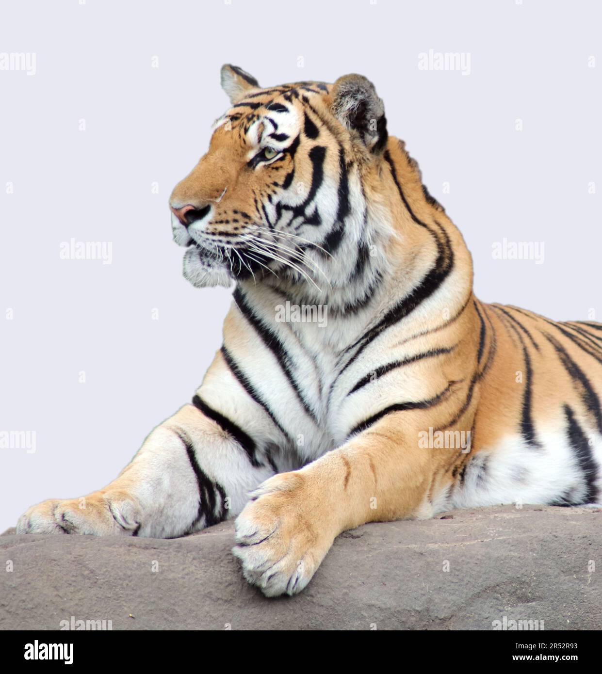 Young tiger, alert and tense Stock Photo - Alamy
