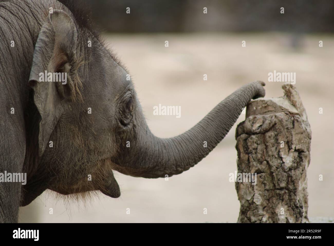 Elephant memory hi-res stock photography and images - Alamy