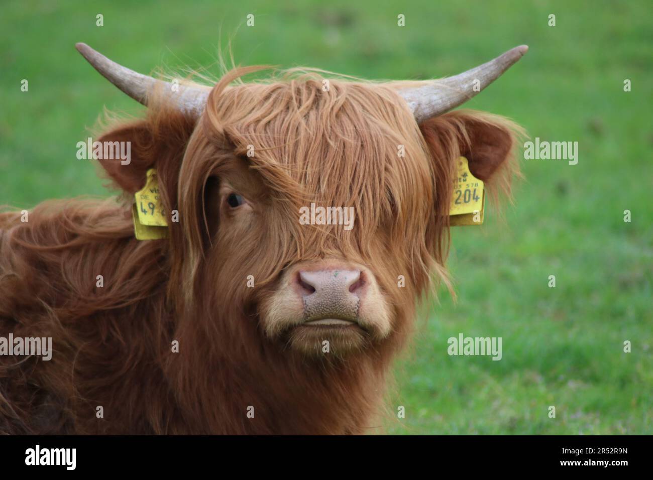 highland cattle on the outdoor pasture Stock Photo - Alamy