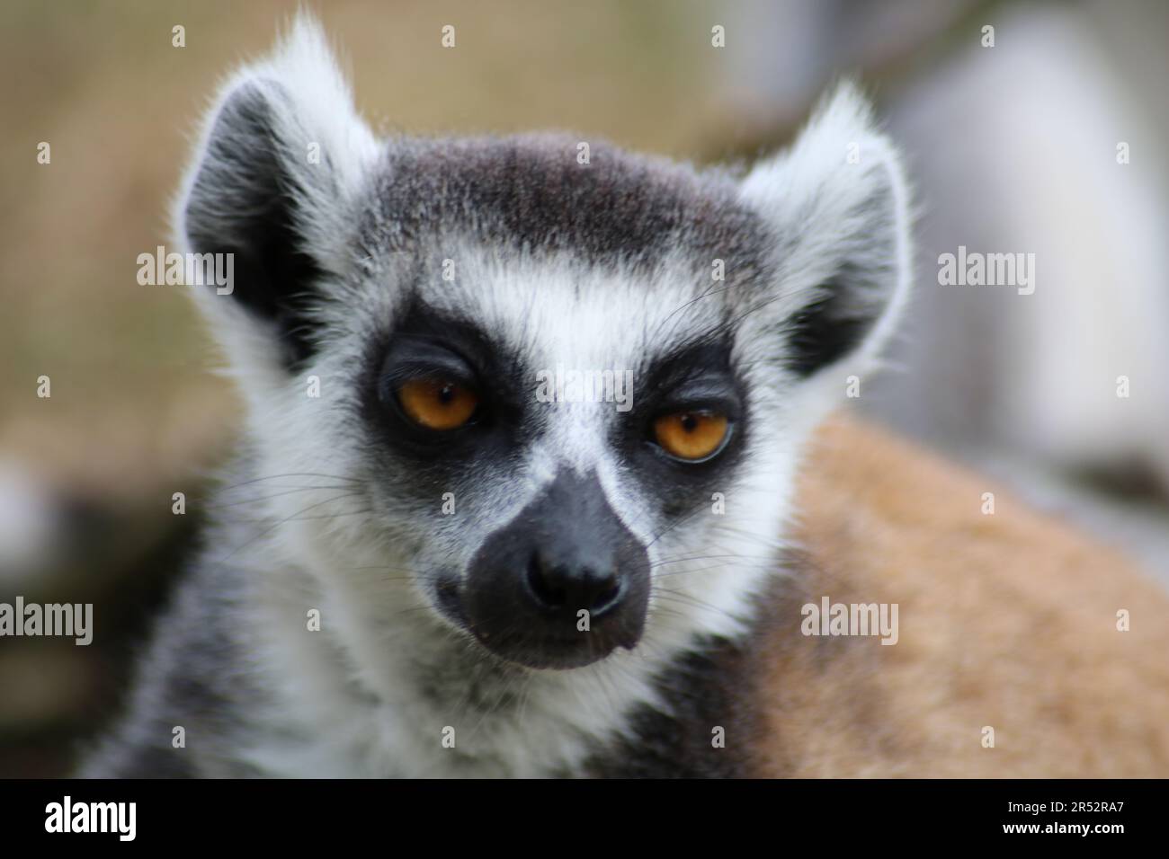 Lemur portrait funny hi-res stock photography and images - Alamy