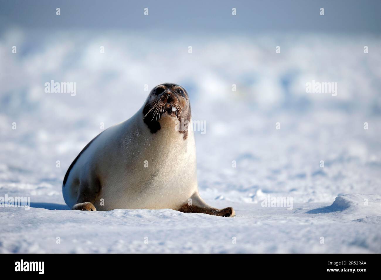 Harp Seal Underwater