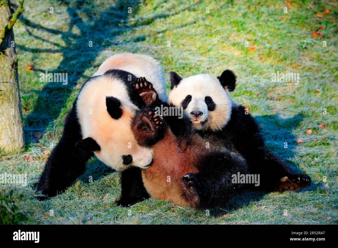Giant Pandas (Ailuropoda melanoleuca), pair Stock Photo - Alamy